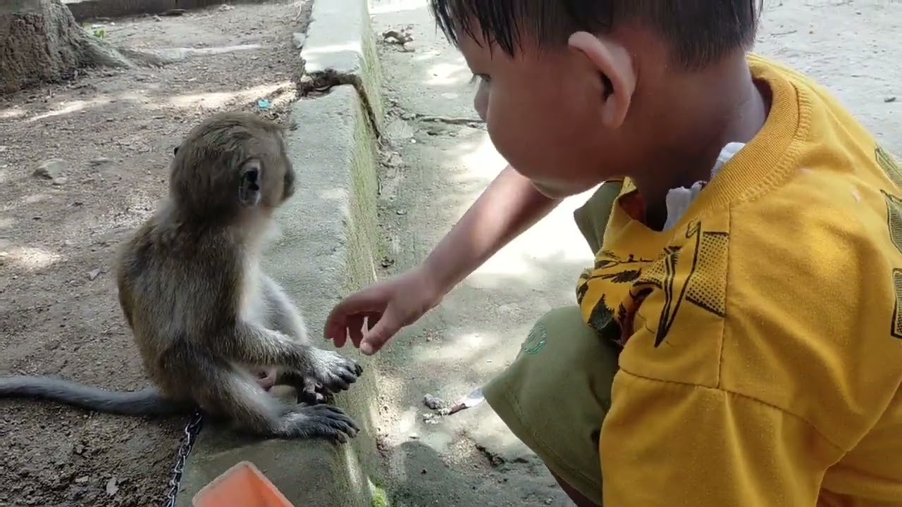 monyet terlucu // bermain dengan monyet terlucu // keseruan bermain ...