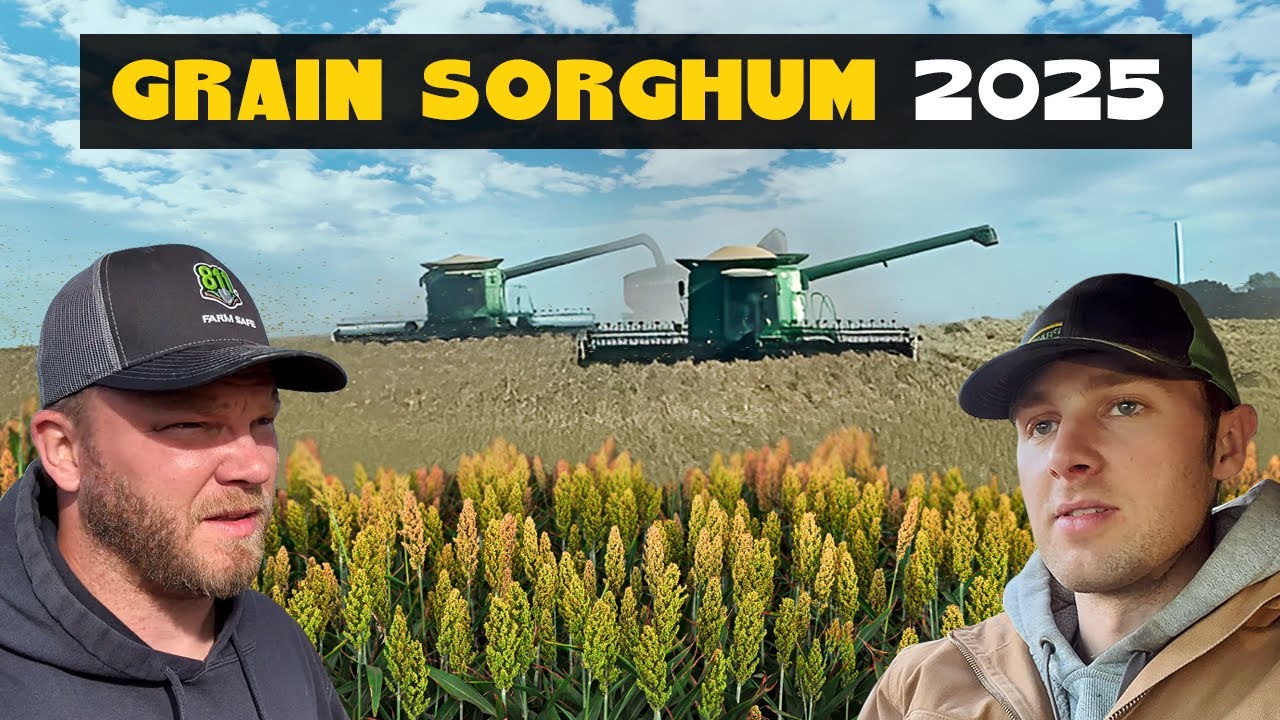 We Are ITCHING To Harvest! Milo | Grain Sorghum 2025 - YouTube