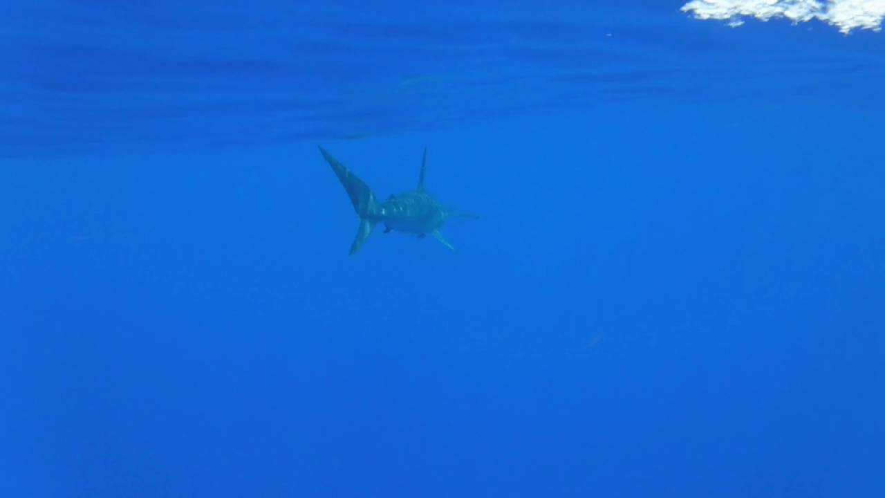 Tubarão Martelo na costa da Madeira - Hammer Head Shark in Madeira ...