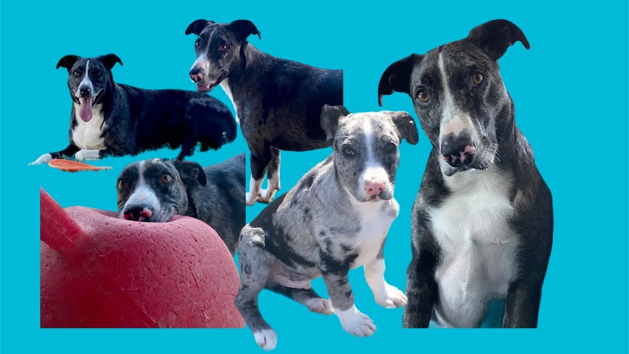 Introducing Hank The Cow Dog! - YouTube