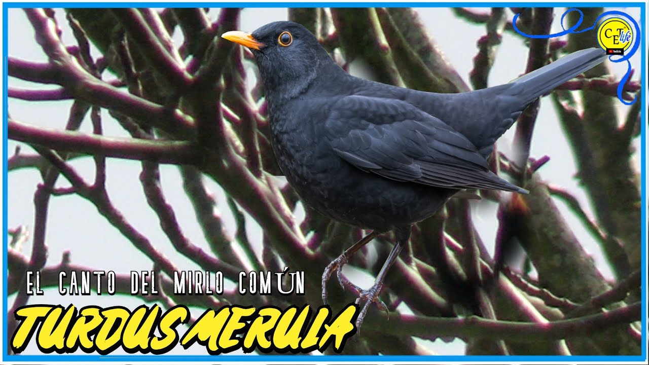 El canto del mirlo común - Turdus Merula 4K - YouTube