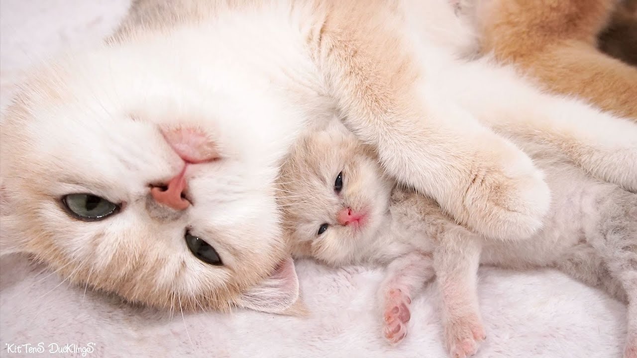 Top videos of mother cats showing love to their kittens - From birth to ...