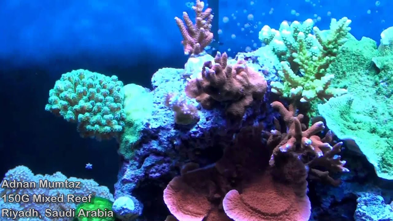 Adnan's 150g Mixed Reef - Riyadh, Saudi Arabia - YouTube