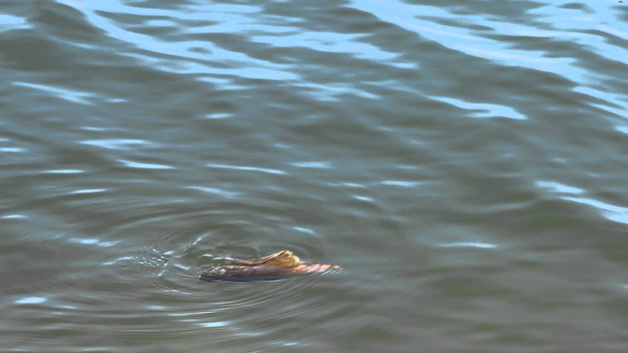 Flying Sea Slug - YouTube