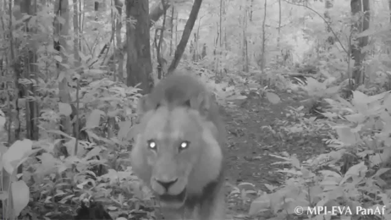 The Lion of Gabon - YouTube