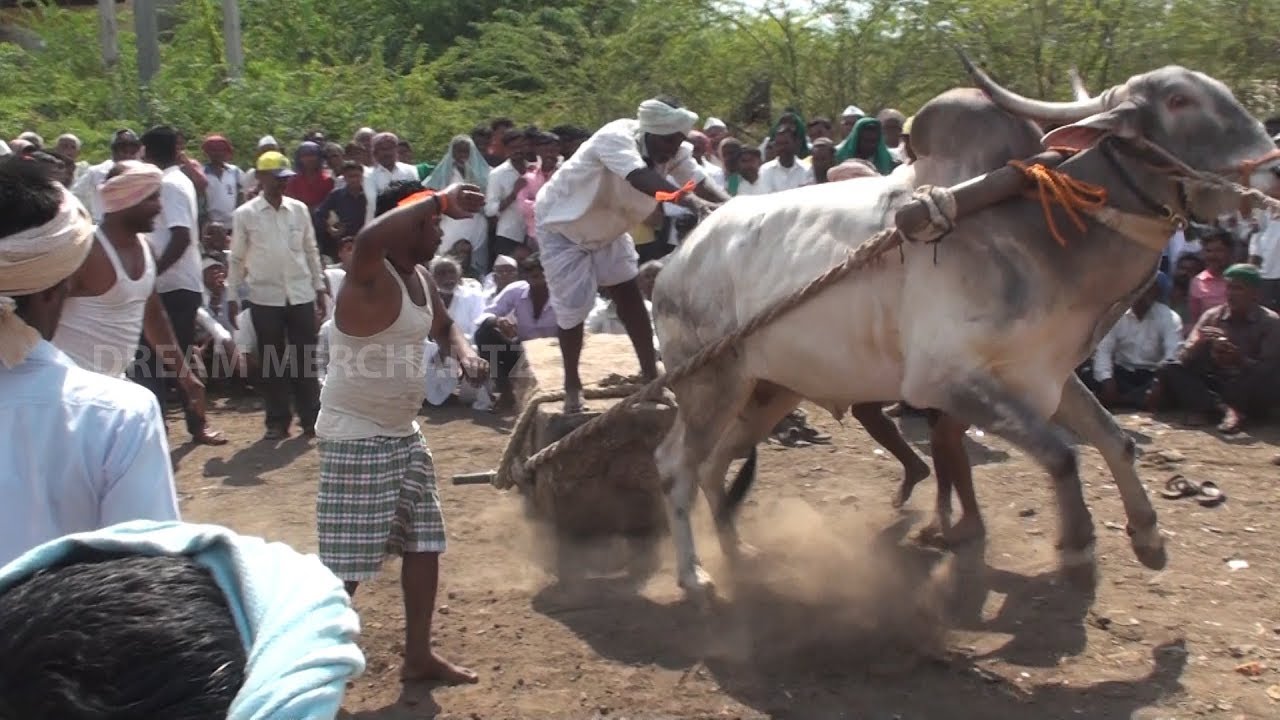 khillari bull pulling heavy weight stone in yadwad festival.sharyat ...