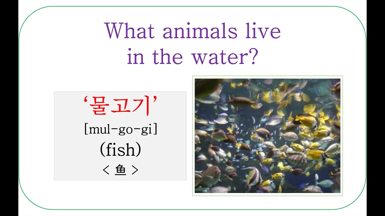 [Korean_Word_Animal_Fish] _ Let's study the 'Fish' name in Korean - YouTube