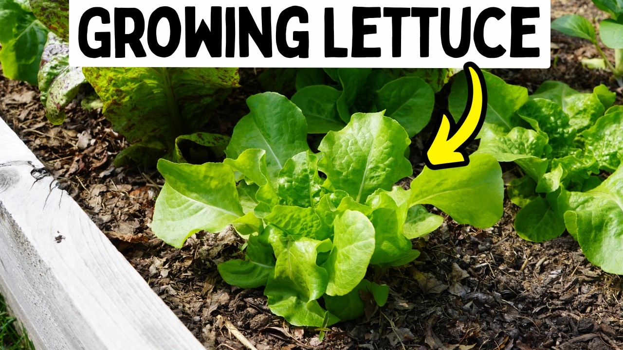 Lettuce Growing Tips