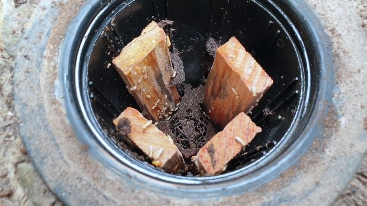 Baiting on Active Inground Termite Station | TermiGold | Tips & Tricks ...