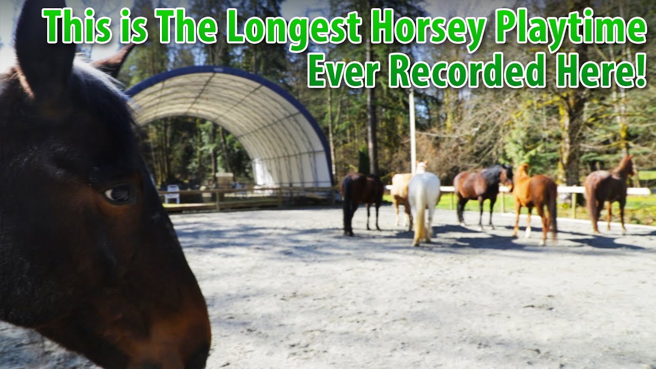 This Is The Longest Horsey Playtime Recorded Here Ever! - YouTube