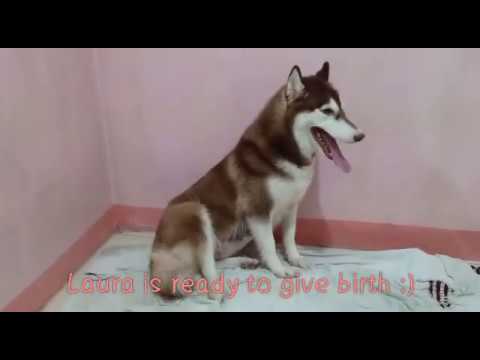 Siberian Husky Giving Birth - YouTube