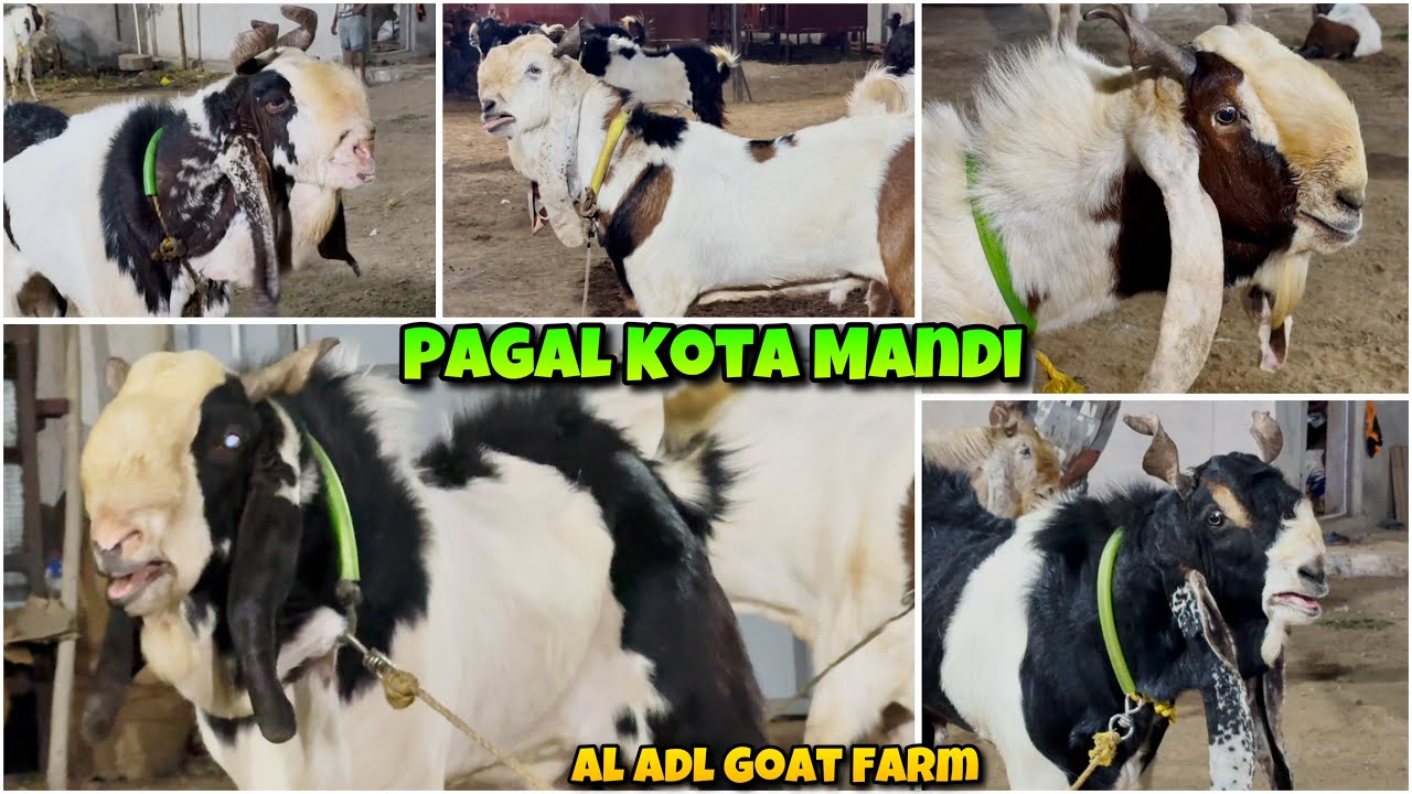AL Adl Goat Farm pe Lagi PAGAL KOTA MANDI | Ek se Badhkar Ek Kota Bakre ...