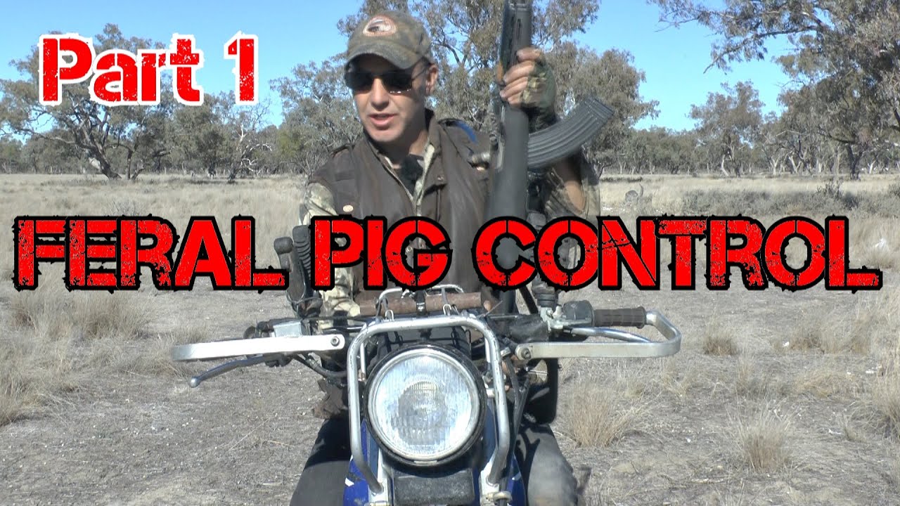 Contract Shooting Feral Pig control -Part 1 - YouTube