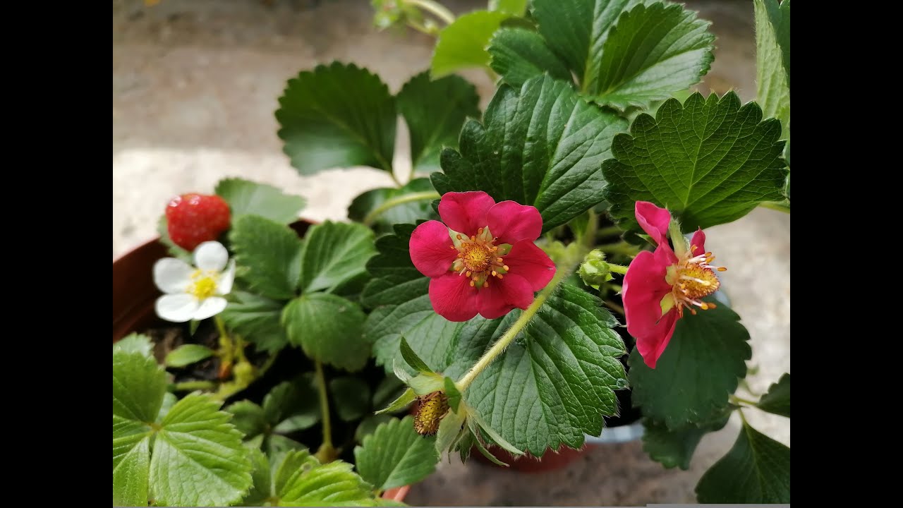 Mudas De Morangos Com Flores cor de rosa - YouTube