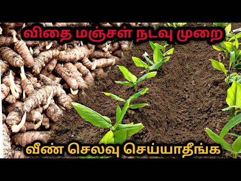 Turmeric Cultivation in Tamil | மஞ்சள் நடவு முறை | மஞ்சள் வளர்ப்பு # ...