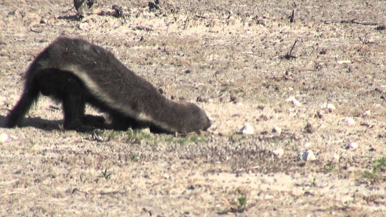 digging honey badger - YouTube
