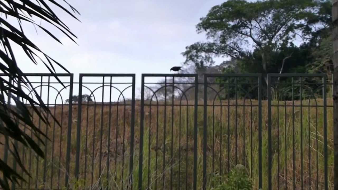 Talingo en Panamá (Quiscalus Mexicanus) - YouTube