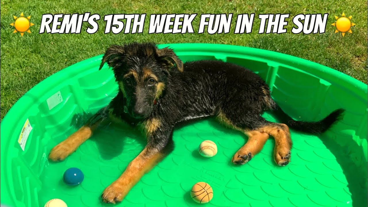 Service Dog in Training’s 15th Week Pool Party - YouTube