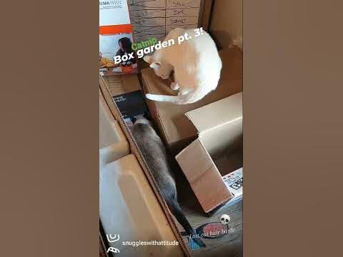 Box Garden Part 3 - catnip edition - YouTube