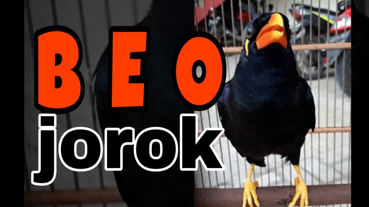 BEO JOROK (PARAH) - YouTube