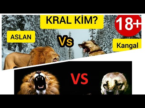 Aslana kafa tutan Anadolu Aslanlari #kangal #akbas #malakli #alabai