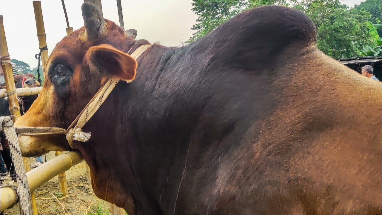 Biggest Bull live SOLD 4Lac 20 Thousand Taka • Eid UL Adha 2023 ...
