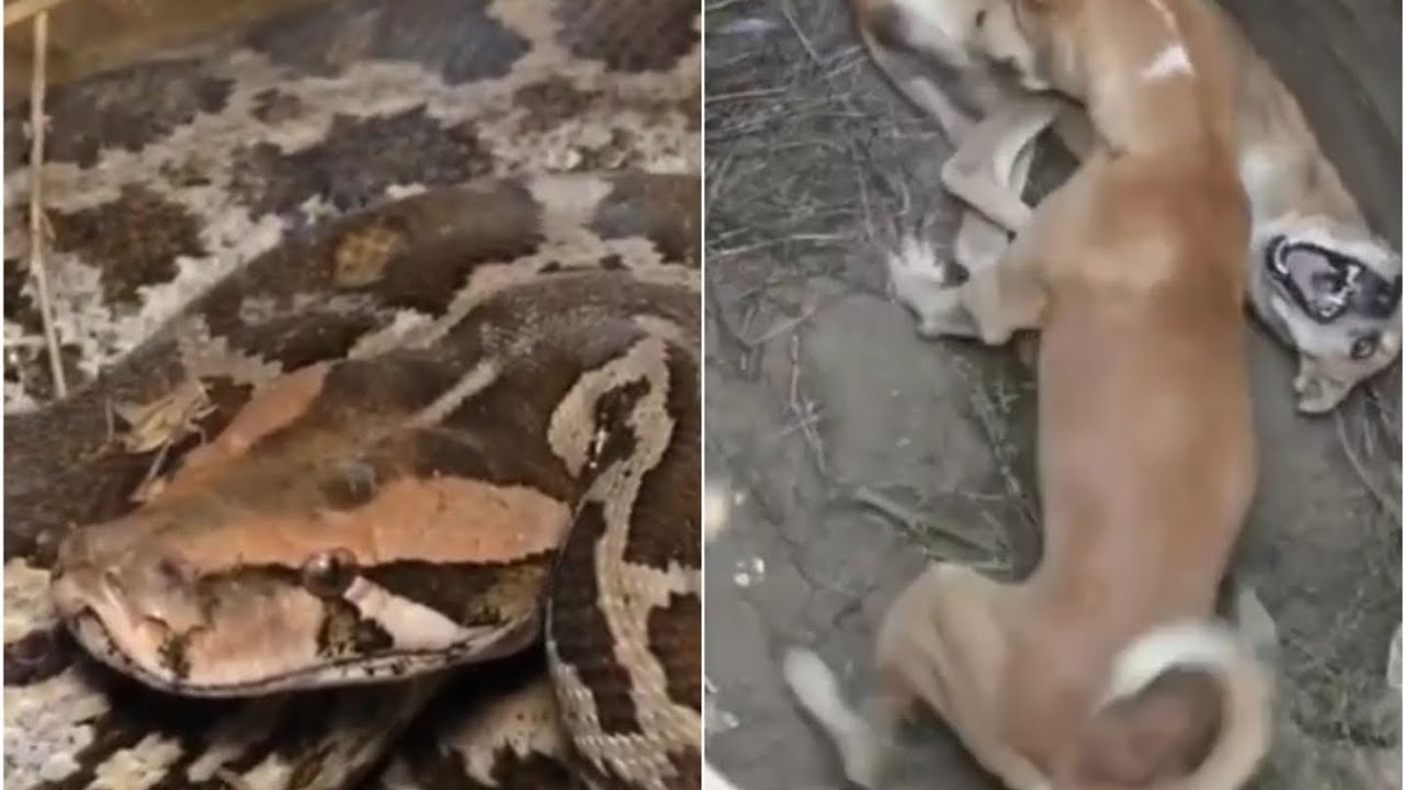 Snakes Vs Dogs fight in a well | For animal lovers | Saved by the Real ...