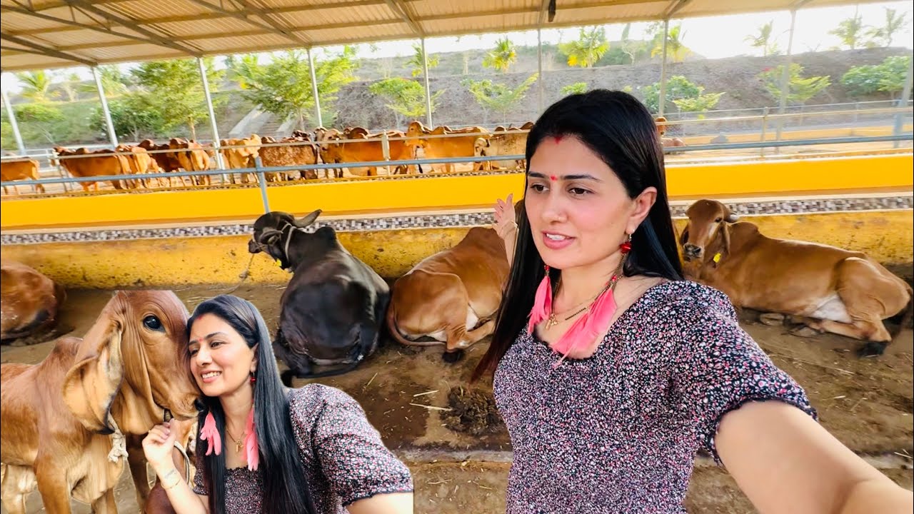Itni beautiful gaushala pehle kabhi nahi dekhi #gaushala - YouTube
