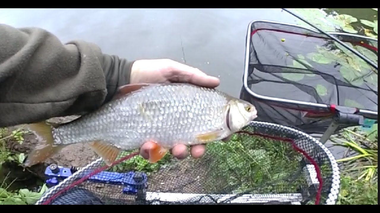 Bristol Avon Fishing - YouTube