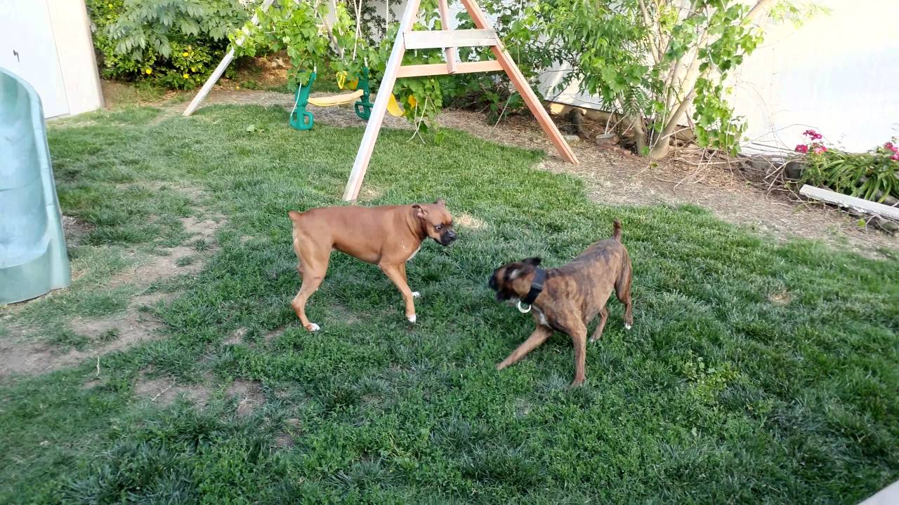 After dinner play - YouTube