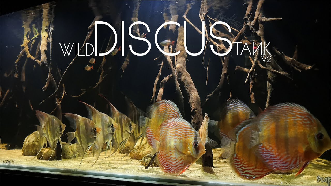 Wild Discus Tank V2 Part 2 - YouTube