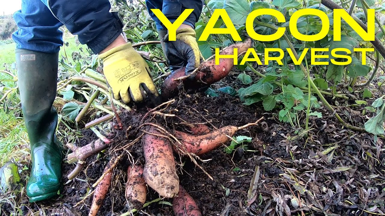 Yacon Tuber Harvest & Winter Selection UPDATE - YouTube