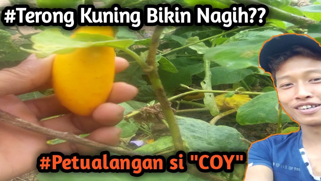Terong Kuning Bikin Nagih??||#Petualangan si "COY" - YouTube