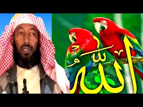 Sheki Ali jimaa - YouTube