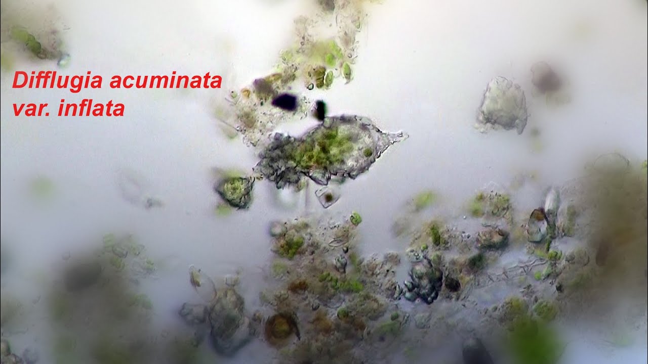 Difflugia acuminata var inflata - YouTube