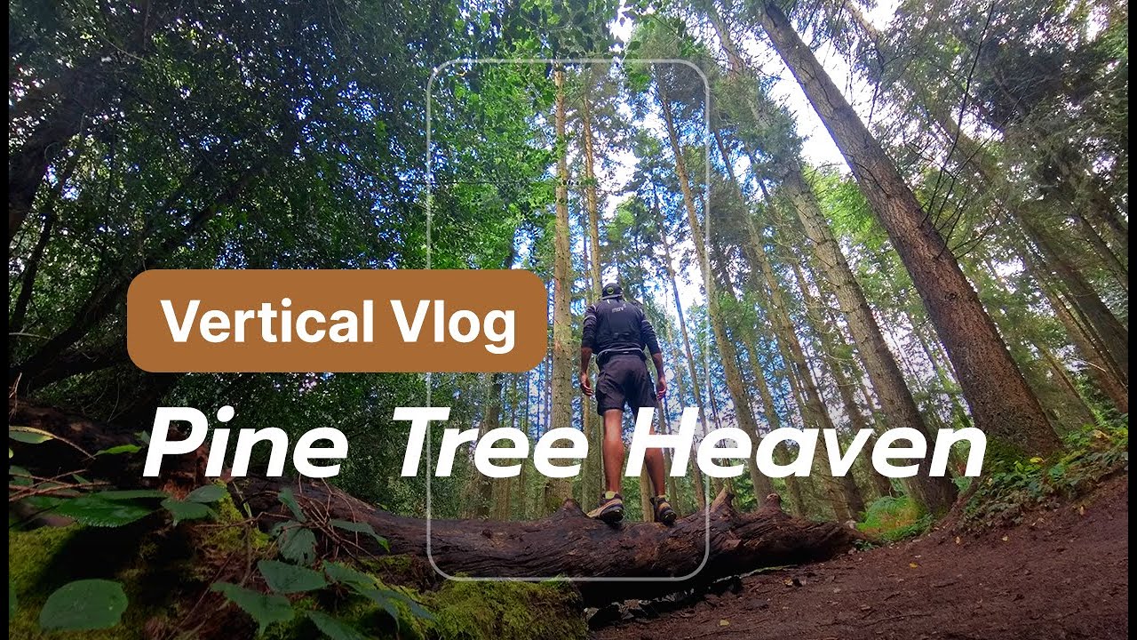 Autumnal Vibes With Pine Trees For Days - YouTube