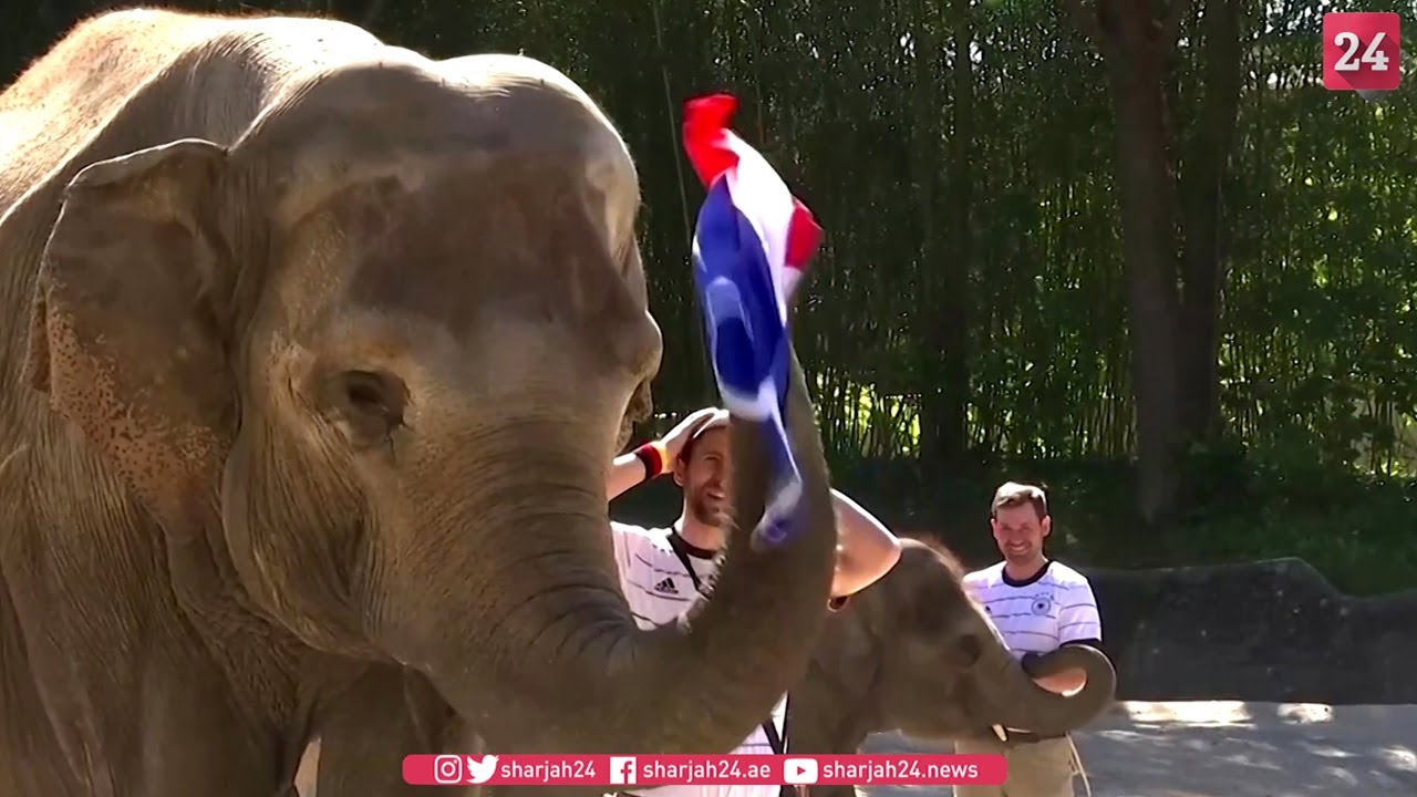 German elephant predicts French win in Euros game - YouTube