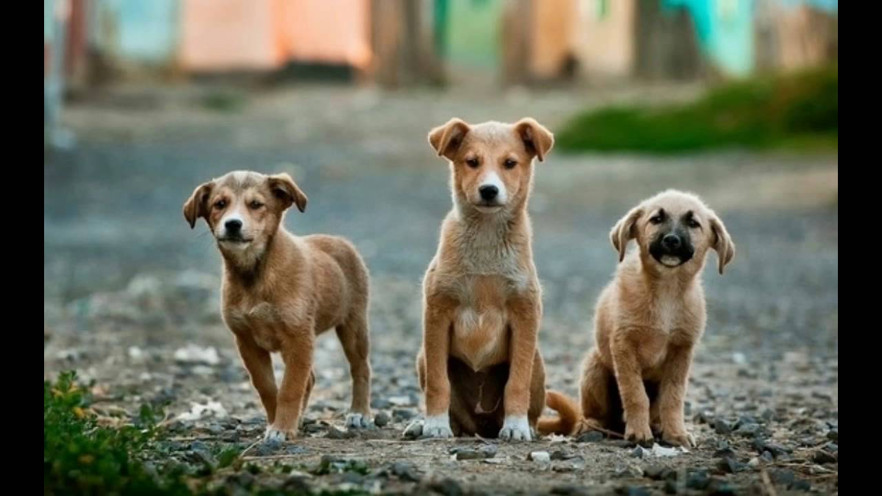 Why wolves are forever wild, || but dogs can be tamed - YouTube