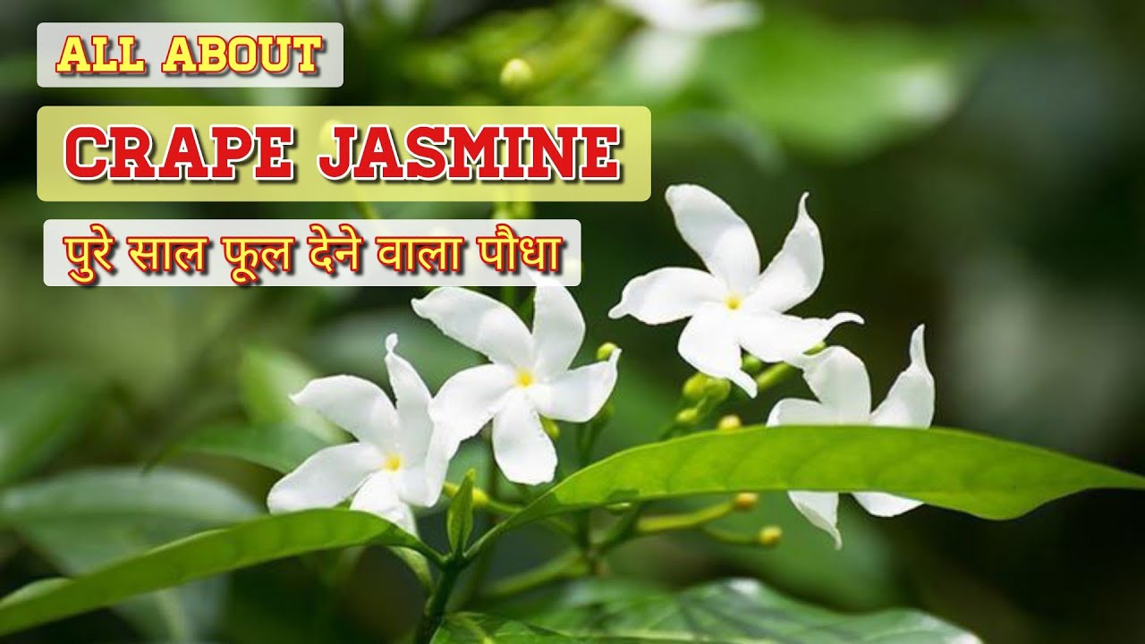 Chandni Plant || How to Grow and Care Chandni Plant || (Hindi ...