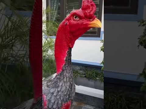 Murga cutting #shortsfeed #shorts #viralshorts #murga