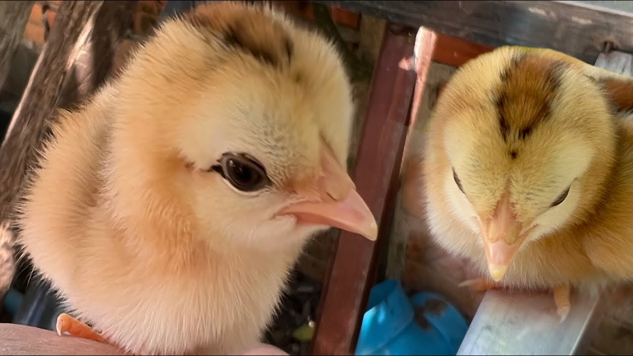 small chicken,small chicken coop,small chicken coop build,small chicken ...