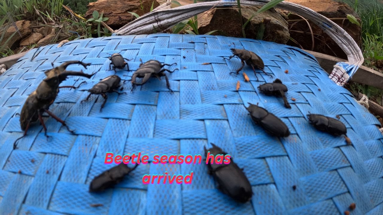Beetle Season is Here | Let's Go Beetle Hunting - YouTube