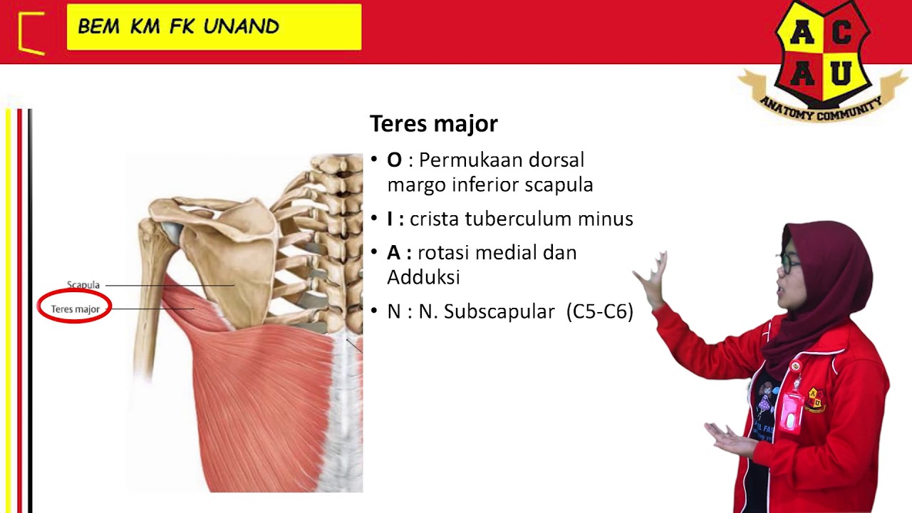 Ekstremitas Superior dan Inferior - Part 2 | Anatomy Video eps.05 - YouTube