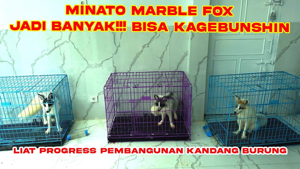 MINATO MARBLE FOX JADI BANYAK!!! APAKAH MINATO BISA KAGEBUNSHIN ...