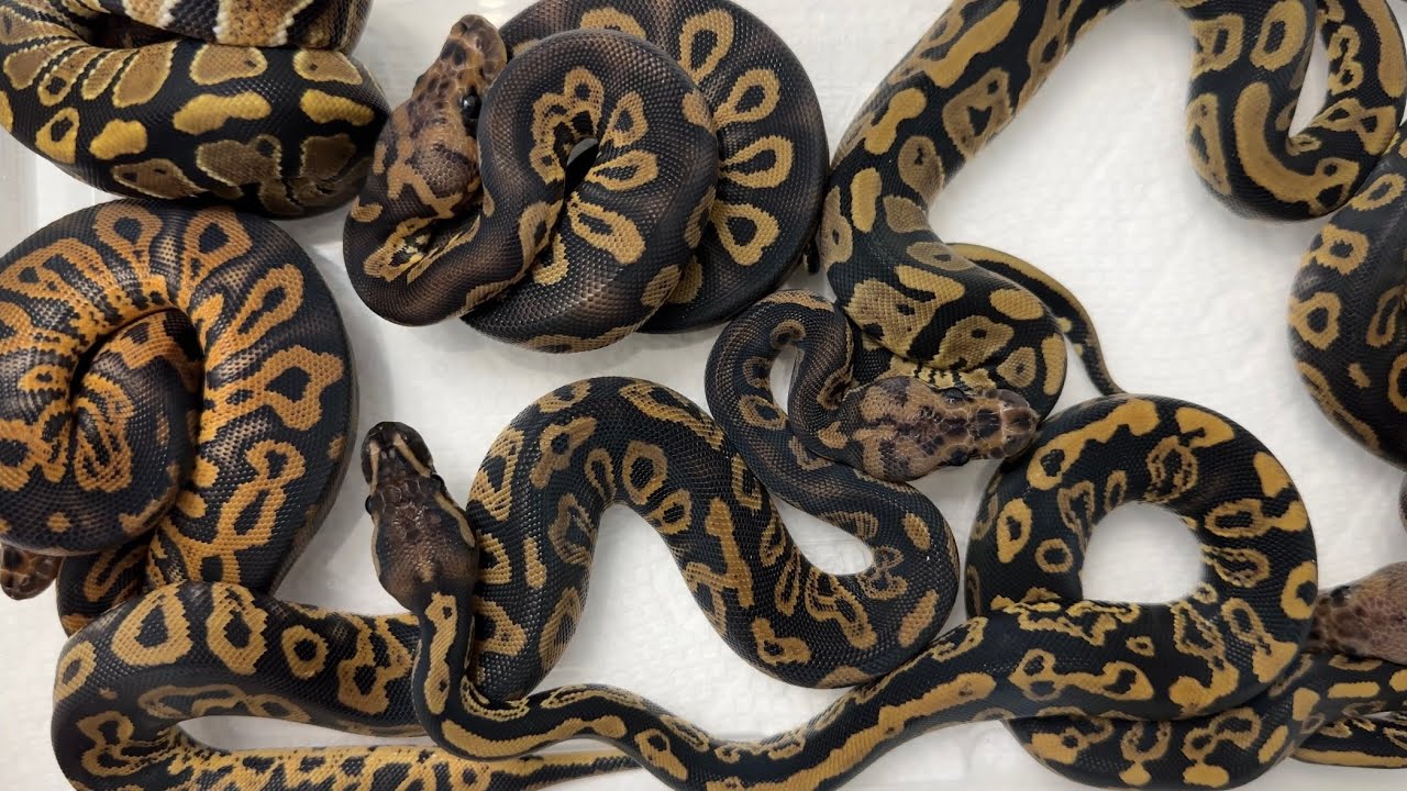 Acid DG Axanthic Clown Ball Python Clutch #2 Update - YouTube