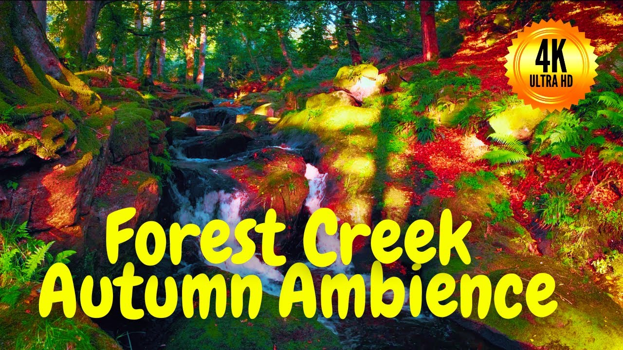 Forest Creek Autumn Ambience - YouTube