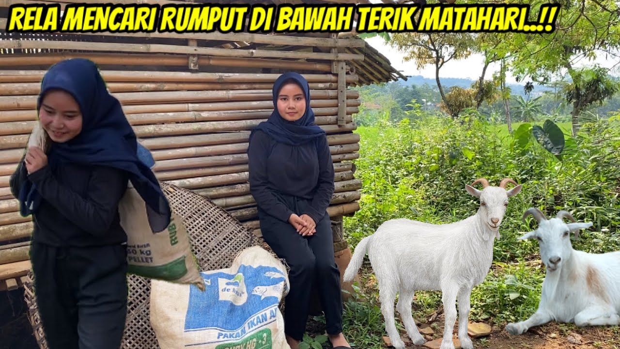 KISAH GADIS DESA CANTIK TAK KENAL GENGSI RELA MENGGEMBALA KAMBING DEMI MEMENUHI KEBUTUHAN ...