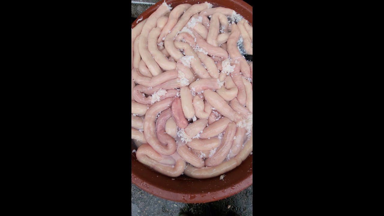 Large Intestines of Cattle - YouTube