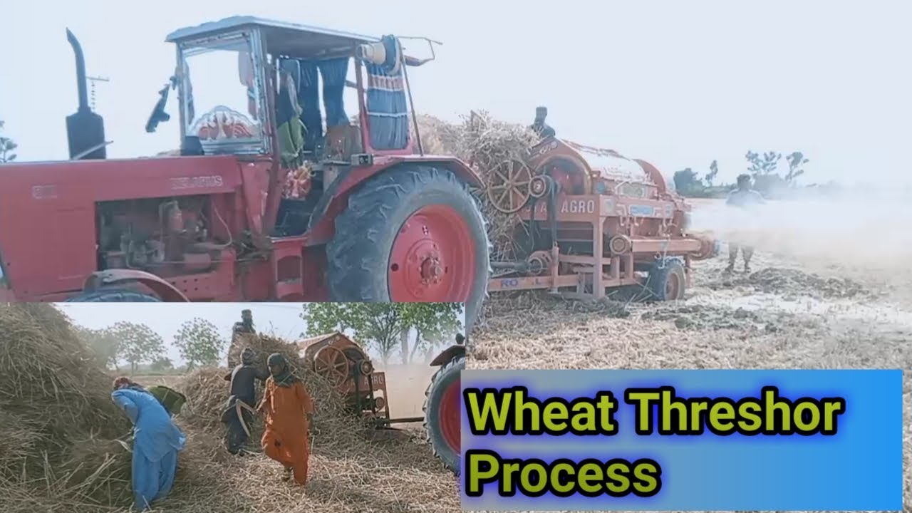 wheat cutting machine |Cutting Harvesting wheat |bulgur |wheat bran ...