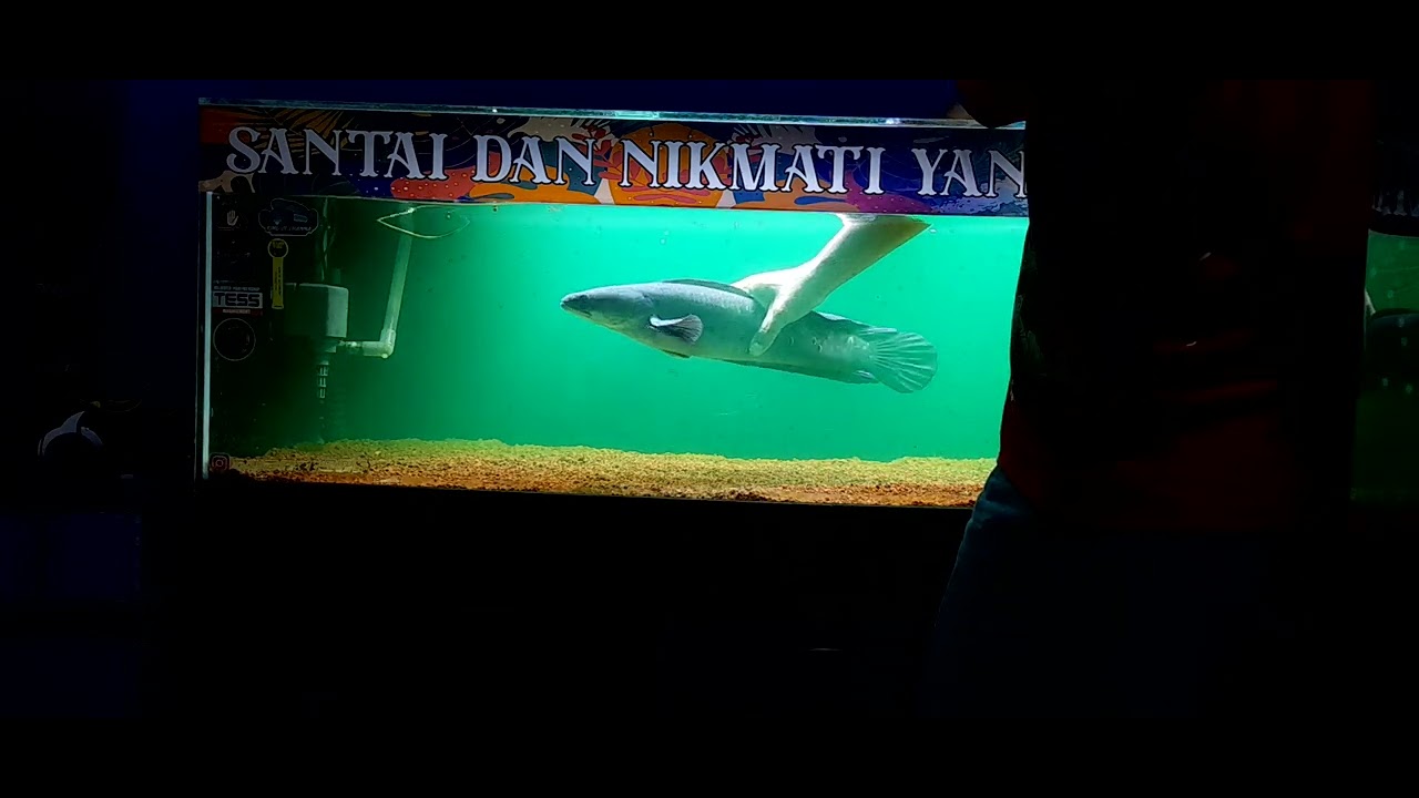 KUCING AIR TAWAR penghilang stres da penat ... - YouTube